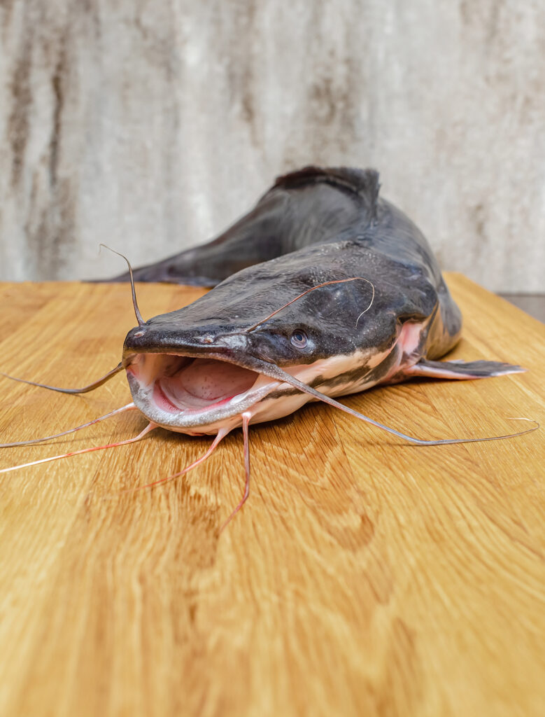 Catfish, Farm Raised - LP Seafood & Specialty