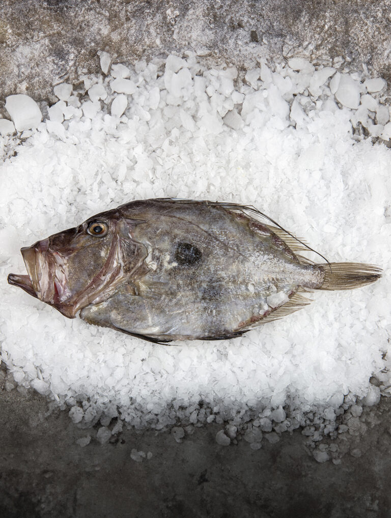 Dory, Atlantic - LP Seafood & Specialty