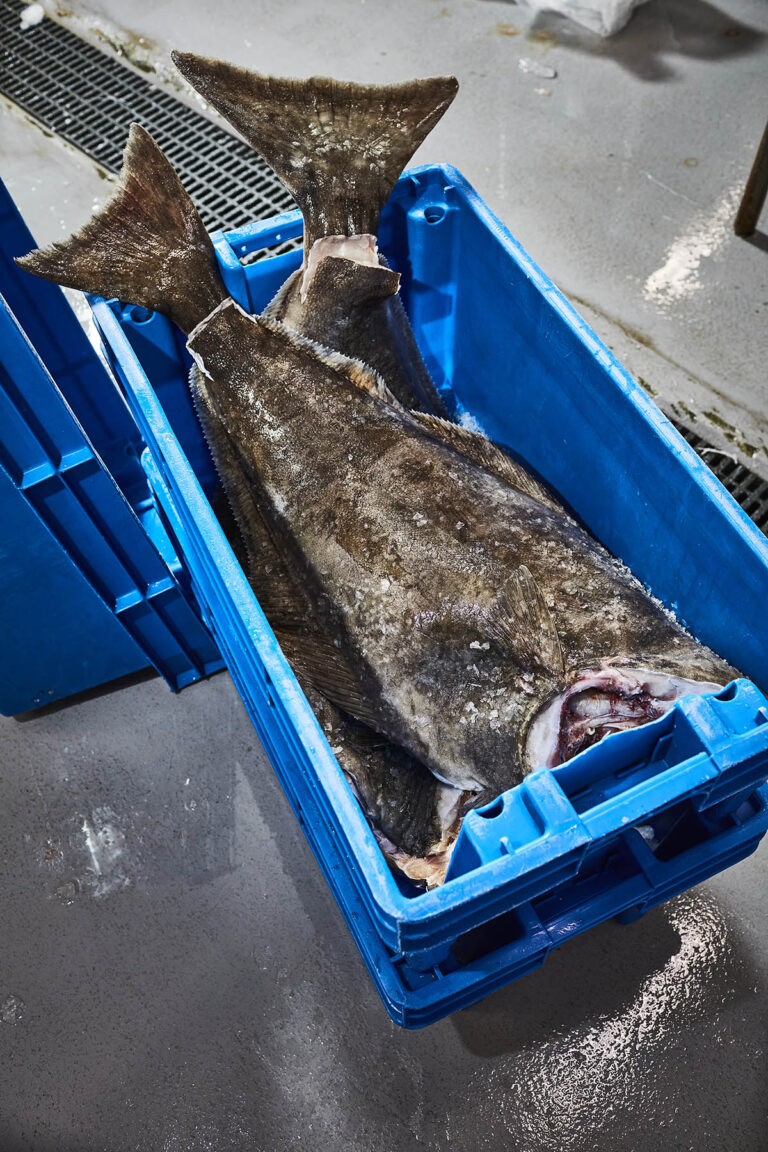 Halibut, Atlantic - LP Seafood & Specialty