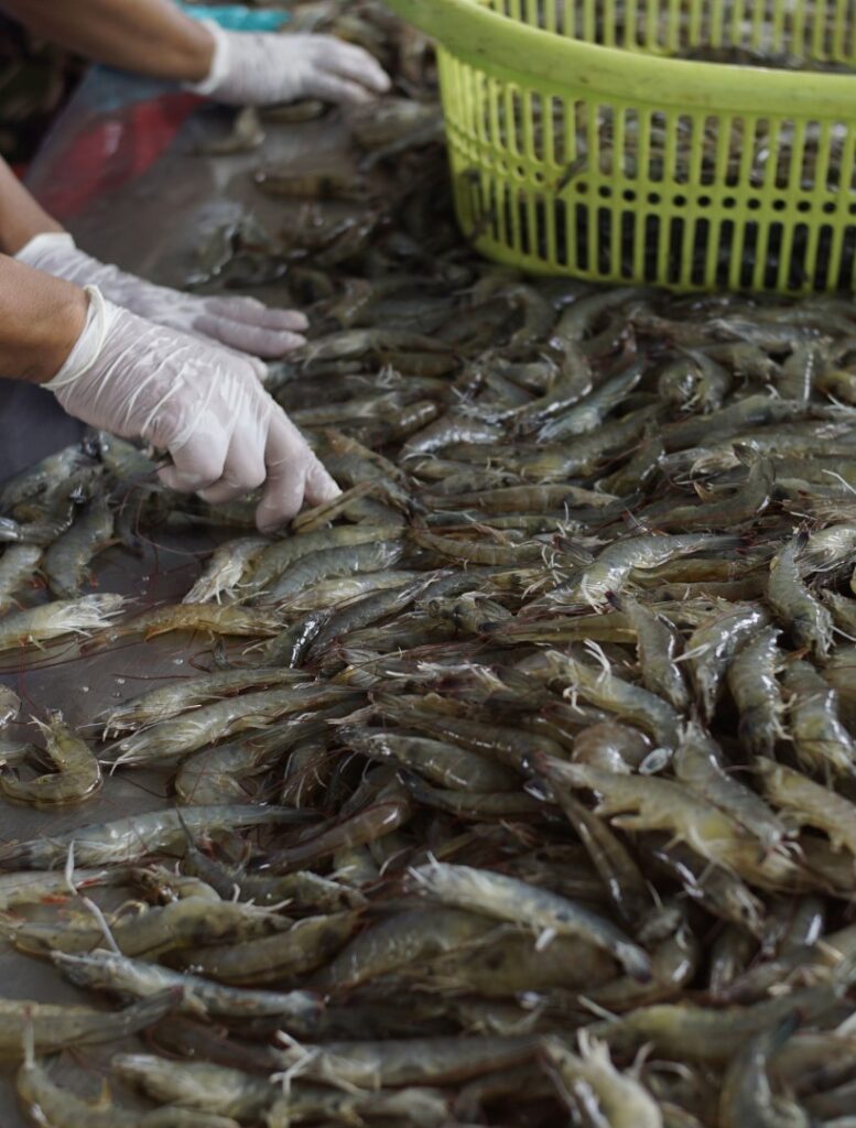 Farmed Vannamei White Shrimp NYC | LP Seafood
